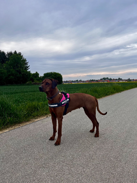 Rhodesian Ridgebacks of Diamond Lions